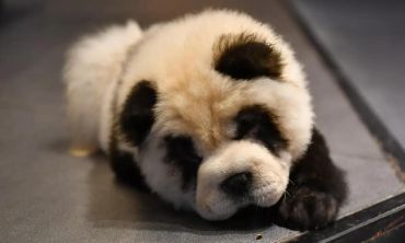 Chow-Chow Panda | Description, Price, Health and more | Chow Chow Galaxy